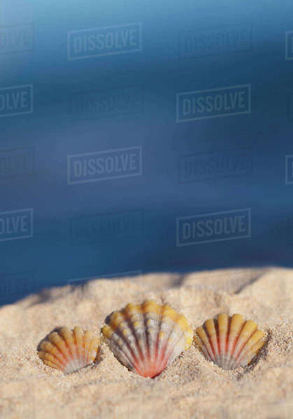 A Set Of Three Rare Hawaiian Sunrise Scallop Seashells, Also Known As ...