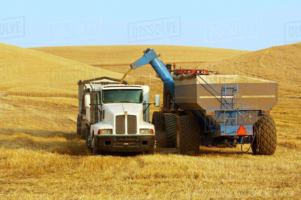 Grain Cart Pulled By A Tractor Offloading Grain Into A Transport Truck ...