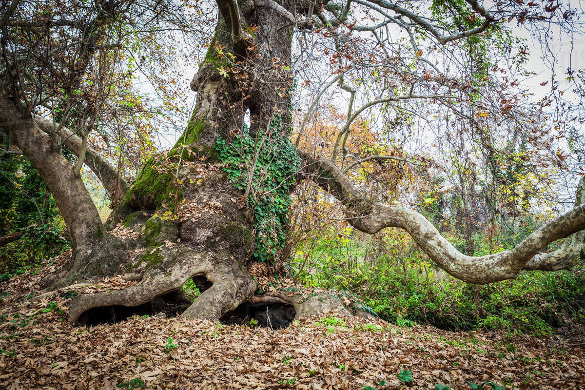 Tree With Exposed Roots Above Ground And Low Branches; Mieza, Greece ...
