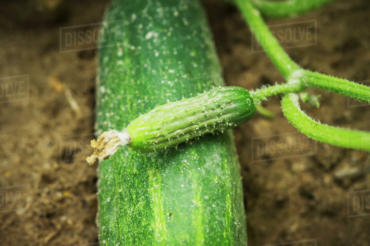 Close up of small cucumber on top of larger cucumber growing in ...