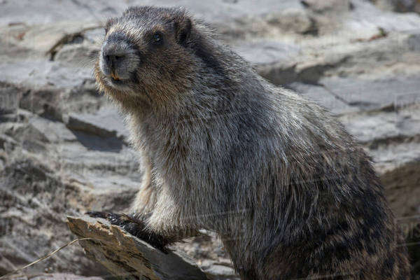 Hoary marmot (Marmota caligata), Yoho National Park; British Columbia ...
