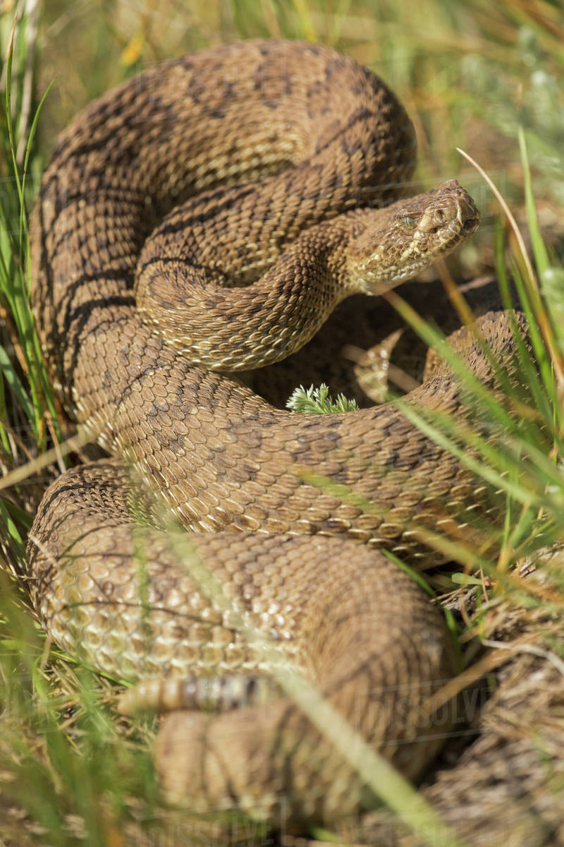 Prairie rattlesnake (Crotalus viridis); Alberta, Canada - Royalty-free ...