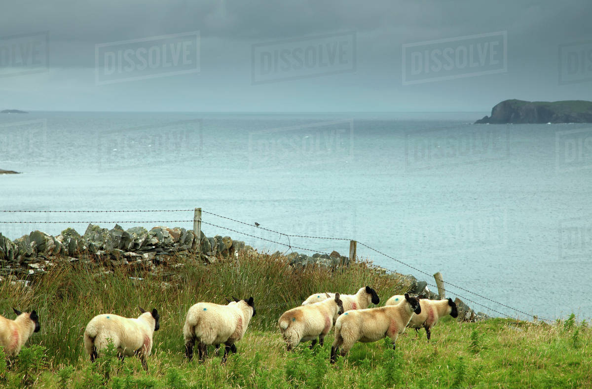 Sheep on Inishturk Island, Wild Atlantic Way; County Mayo, Ireland ...