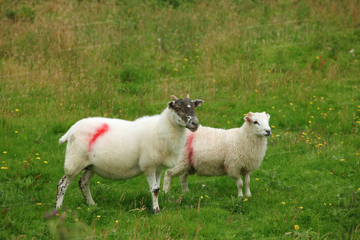 Sheep on Inishturk Island, Wild Atlantic Way; County Mayo, Ireland ...