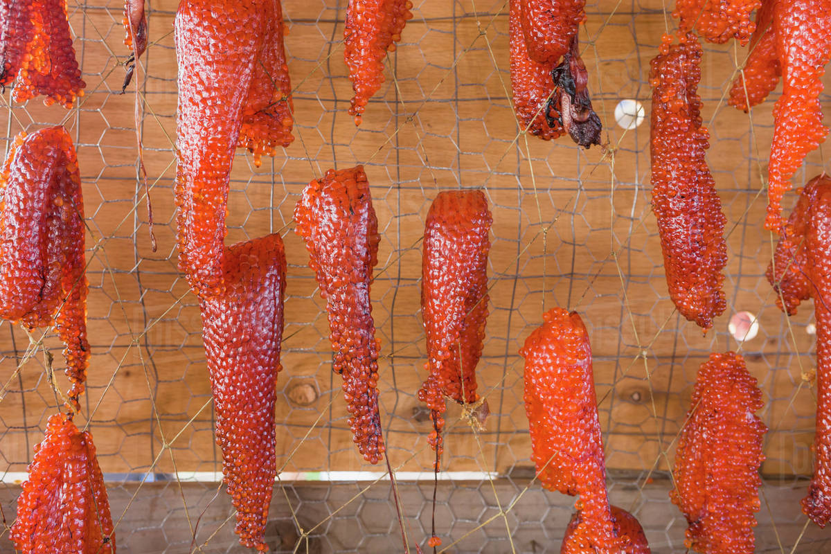 Chum salmon roe drying in a Smoke house, Kobuk, Arctic Alaska, Summer ...