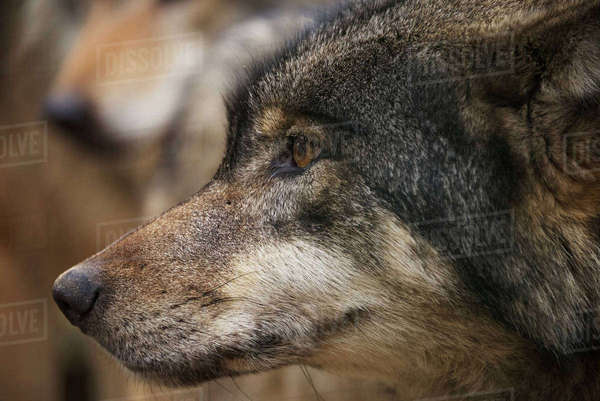 Close Up Of A Wolf Head In Profile; Brest, Belarus - Royalty-free Stock ...