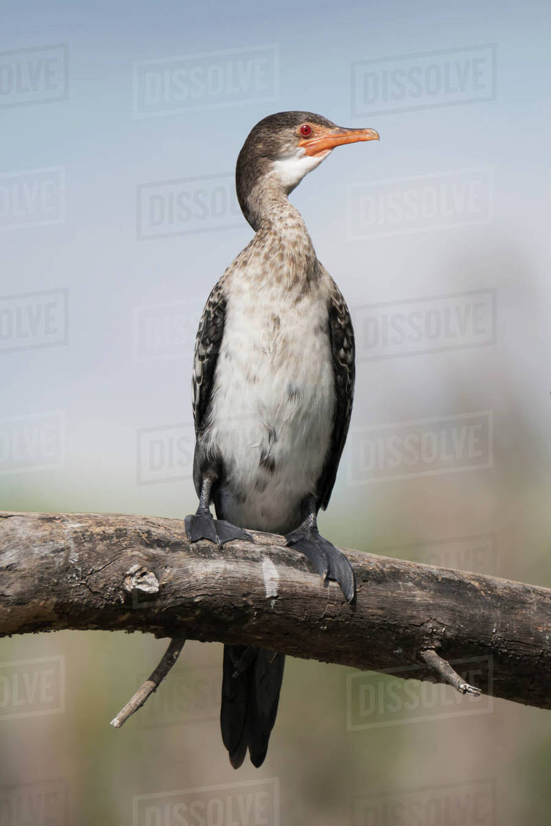 A Long-Tailed Cormorant (Phalacrocorax Africanus) With Red Eyes And ...