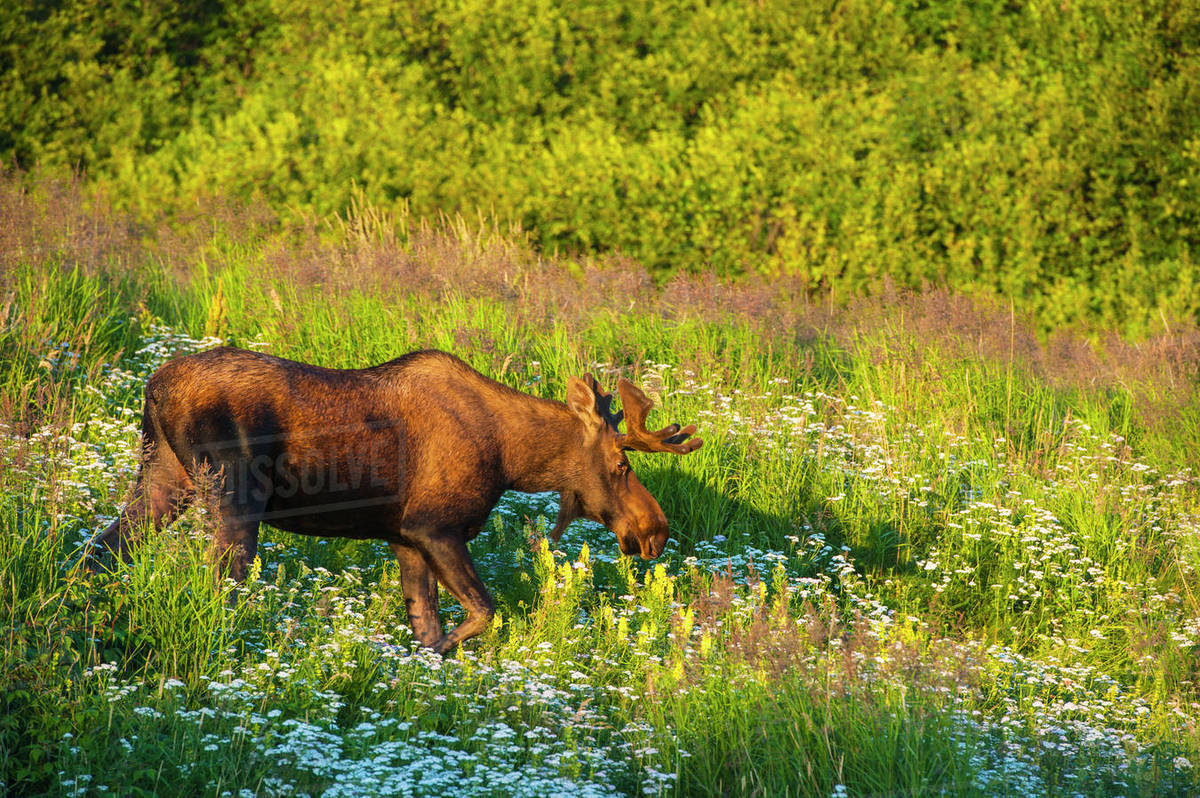 Bull Moose In Velvet, Kincaid Park, Anchorage, Southcentra Alaska ...