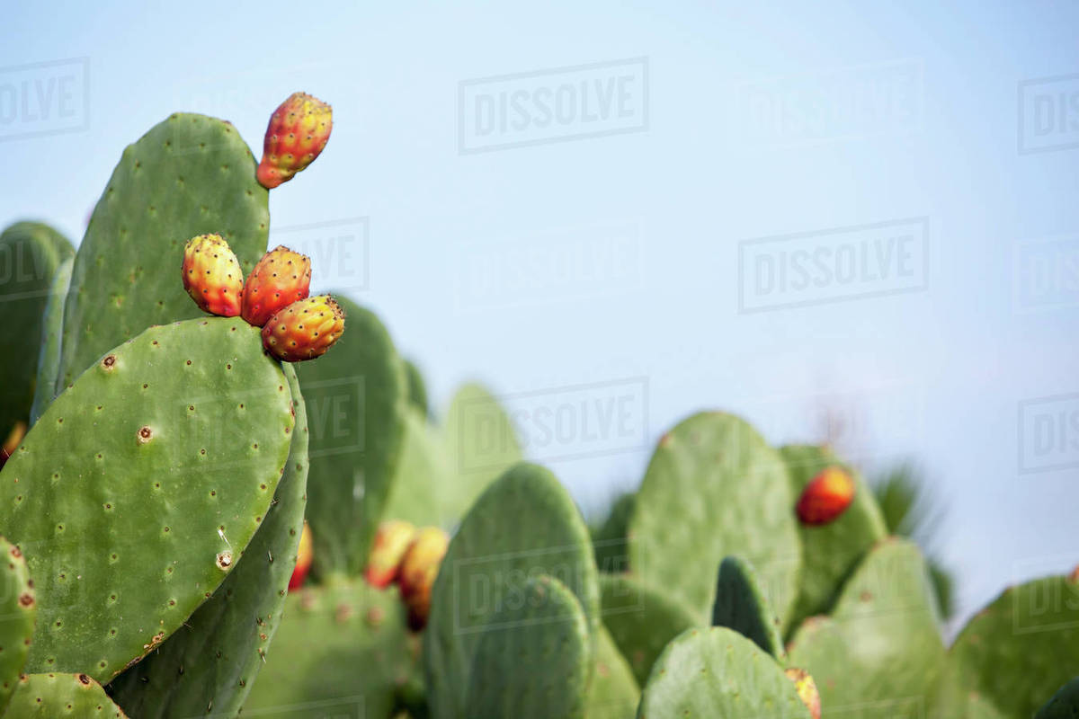 Close Up Of Cactus On Ayasuluk Hill And Blue Sky; Ephesus, Izmir ...