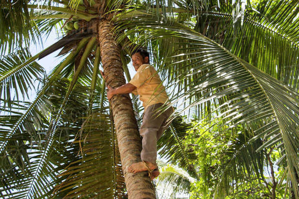 A man, a former Vietcong soldier, climbing a palm tree for coconuts in ...