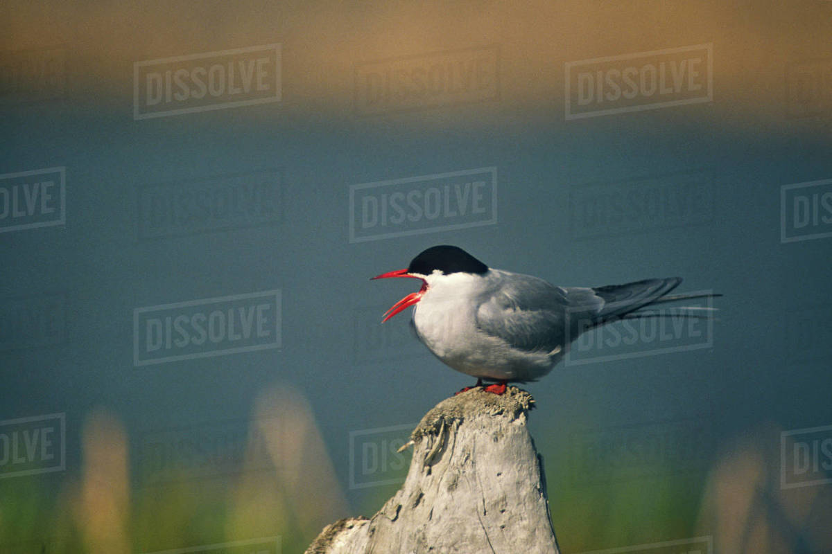 Arctic Tern Portrait Alaska Summer - Royalty-free Stock Photo | Dissolve
