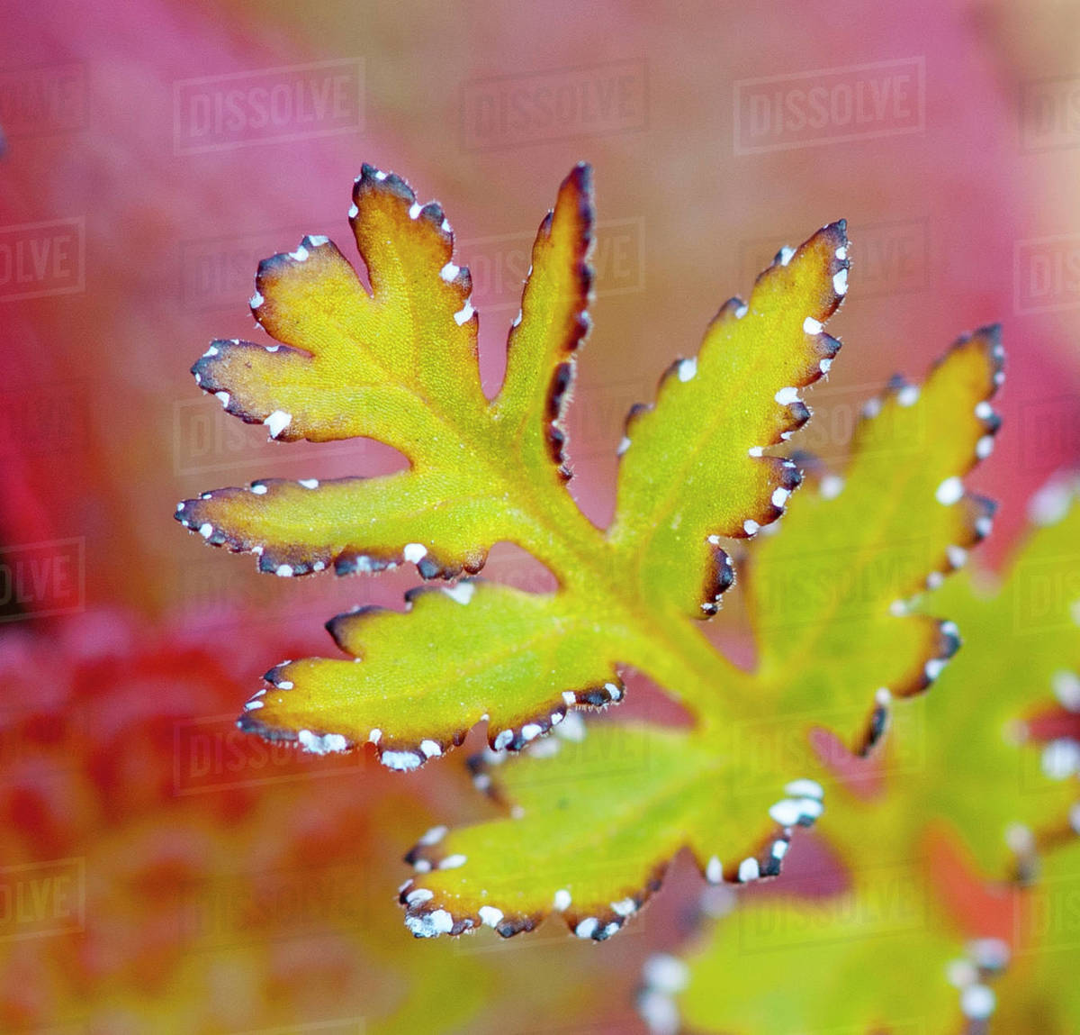 Close Up Of A Fall Colored Leaf Along Denali Highway;Alaska Usa ...