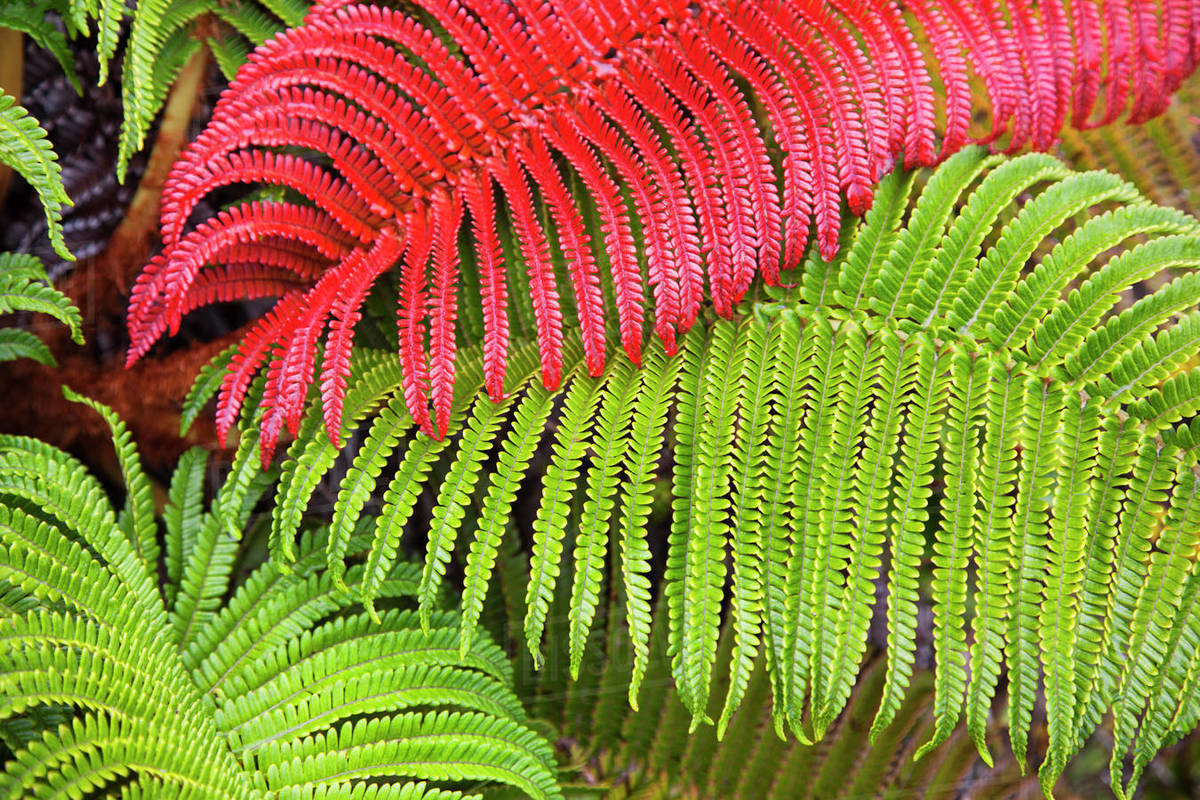 Native Ama'u Ferns; Haleakala, Maui, Hawaii, United States Of America ...