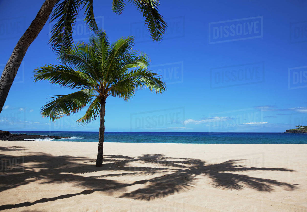 A Palm Tree On The Sunny And Empty Hulopoe Beach; Lanai, Hawaii, United ...