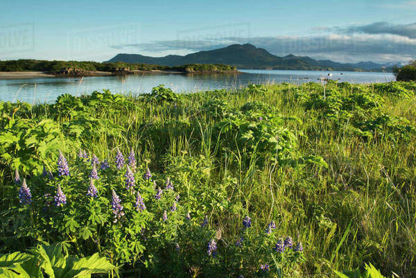 Arctic Lupine And Lush Foliage Gather Morning Light In Kukak Bay ...