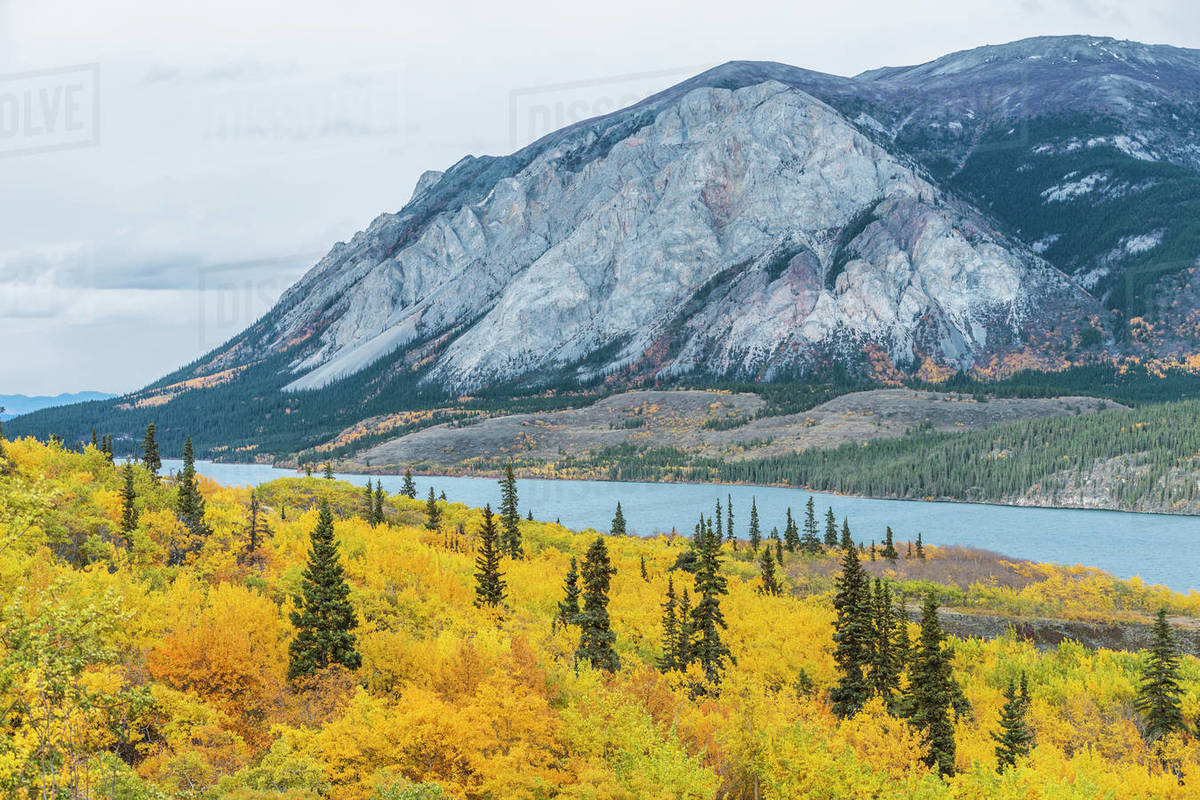 Scenic Autumn View Of Tagish Lake Near The South Klondike Highway Scenic Autumn View Of Tagish Lake Near The South Klondike Highway