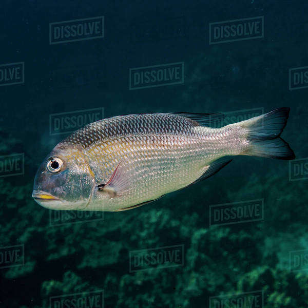 Bigeye Emperor (Monotaxis grandoculis); Kona, Island of Hawaii, Hawaii ...