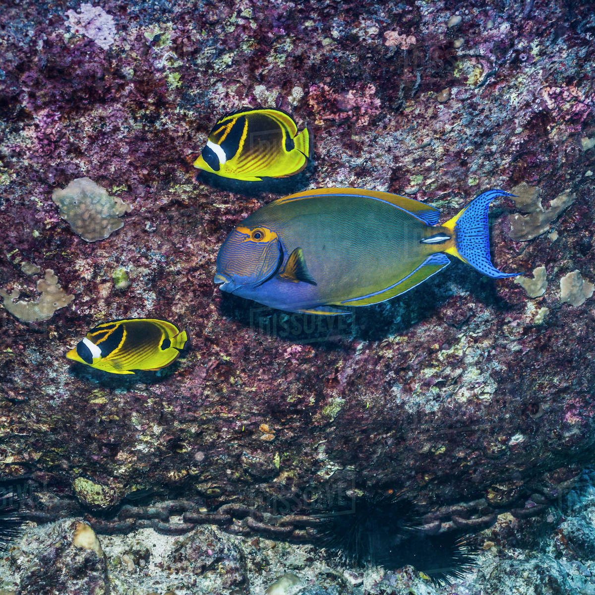 Two Racoon Butterflyfish (Chaetodon lunula) and an Eyestripe ...