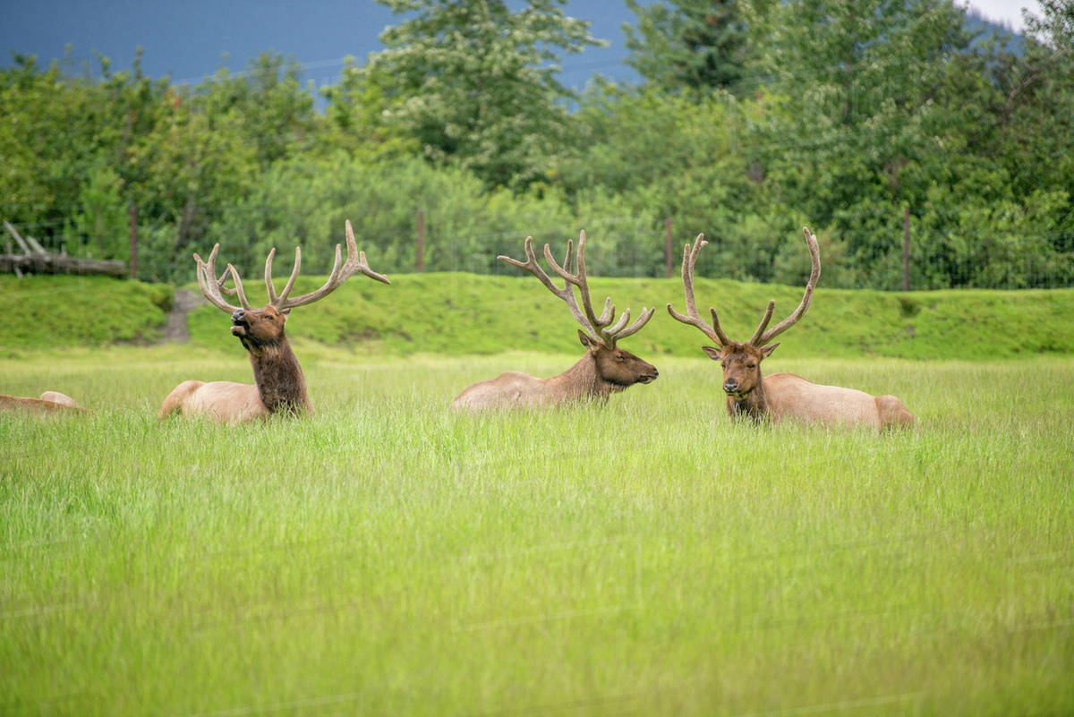 Elk (Cervus canadensis) grazing in green field; Alaska, United States ...