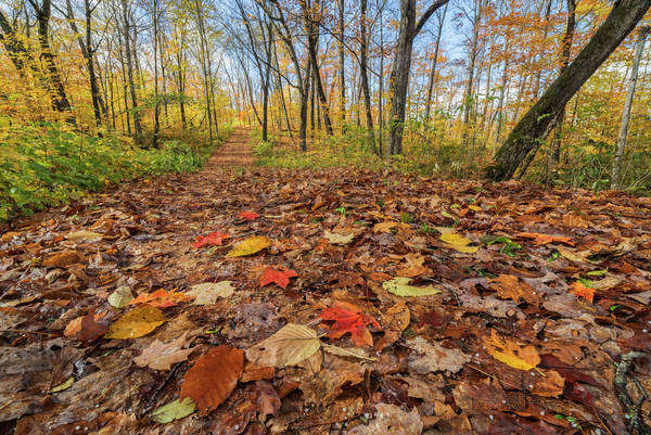 Leaves litter the forest path during autumn in the forests of Algonquin ...
