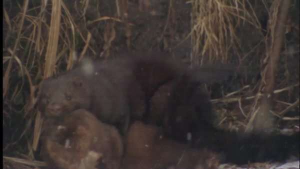 Wide shot of a mink pair mating - HD Royalty-free Stock Video Footage ...