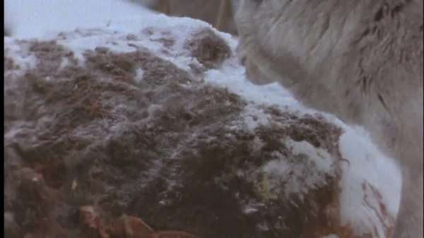 Close-up shot of a wolf pooping near a carcass - Stock Video Footage ...