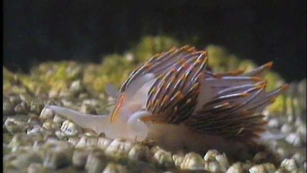 Wide shot of a sea slug feeding on barnacles - Stock Video Footage ...