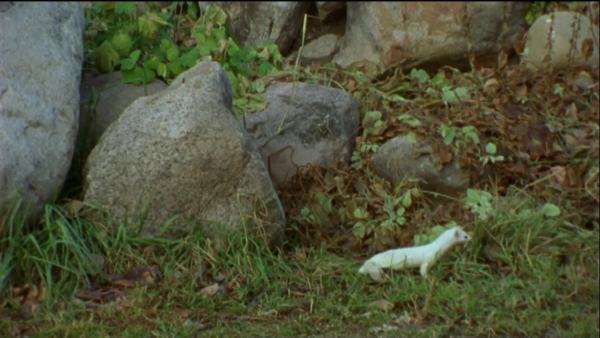 Wide shot of a Long-tailed Weasel hunting at rocks - Stock Video ...