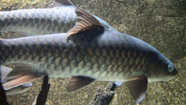 Bala Shark, Tricolor Shark, Silver Shark in aquarium, Soft Focus. Bala ...