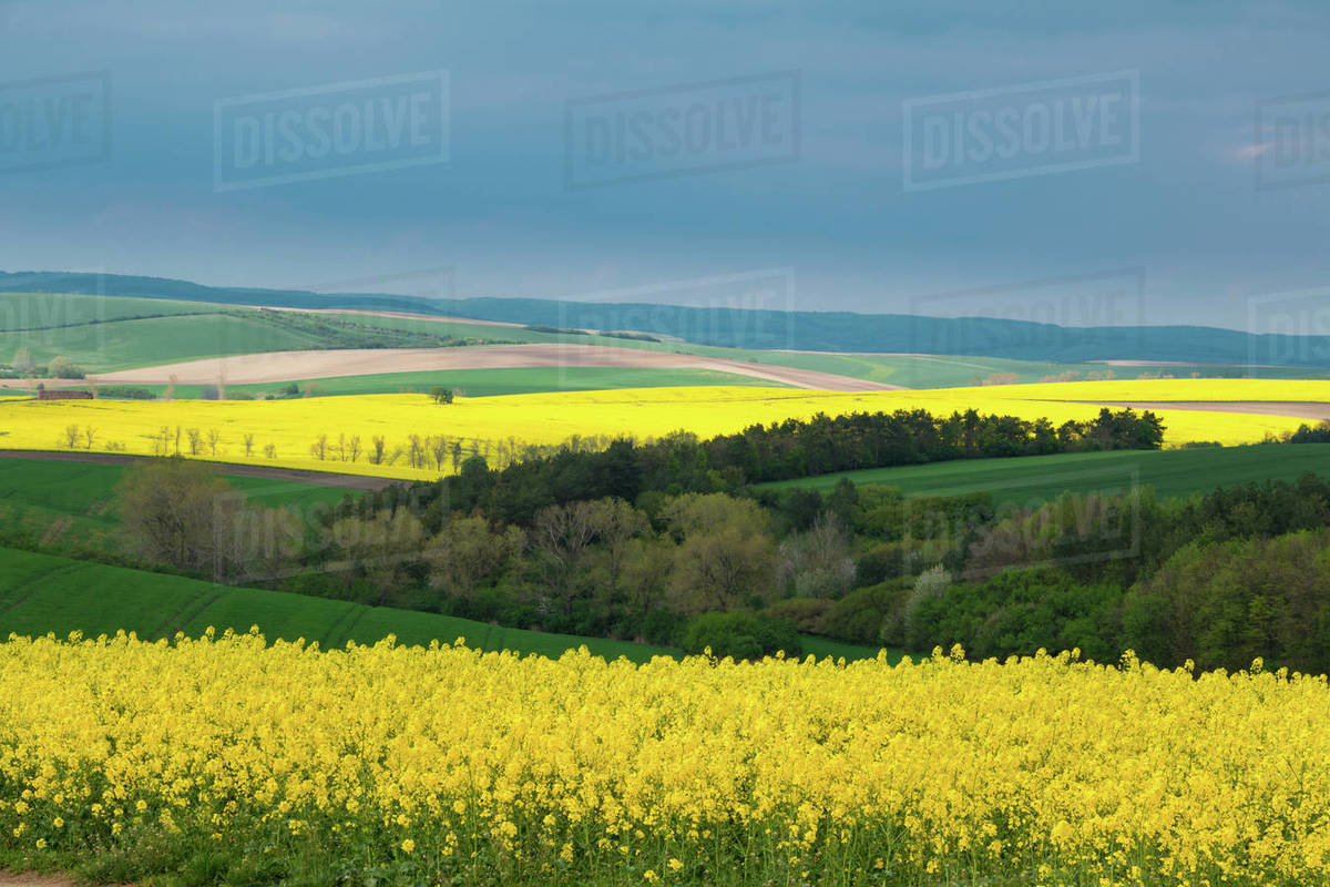 Czech Republic. South Moravia. Hilly fields with rapeseed flowers and ...