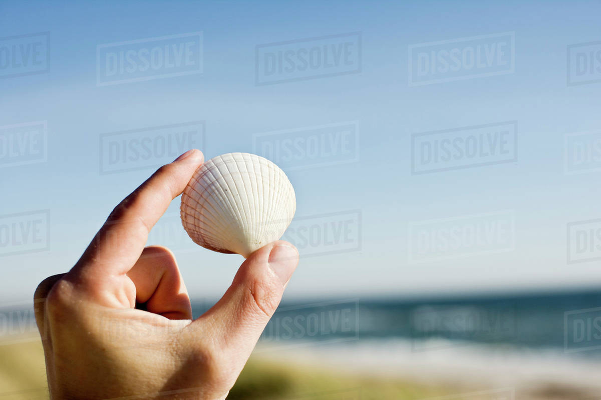 Close-up of hand holding shell at beach - Royalty-free Stock Photo ...