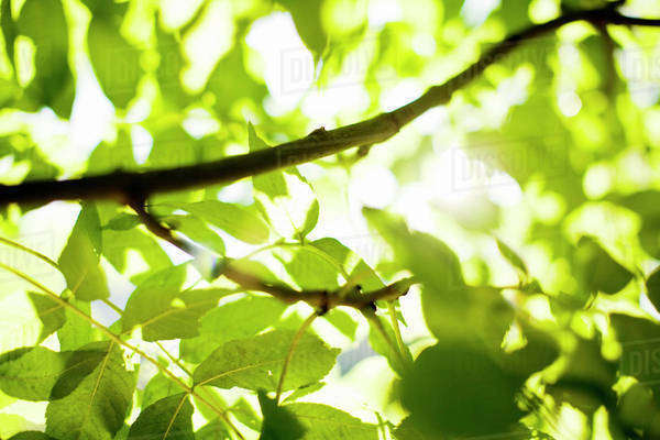 Sunlight through green leaves - Royalty-free Stock Photo | Dissolve
