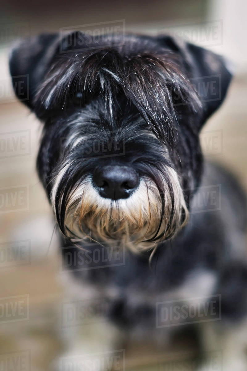 Portrait of dog on porch - Royalty-free Stock Photo | Dissolve