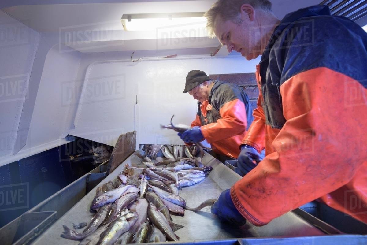 Fishermen sorting fish on trawler - Stock Photo - Dissolve