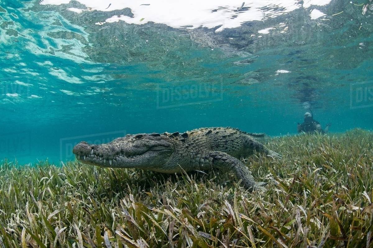Underwater view of crocodile on seagrass in shallow water, Chinchorro ...