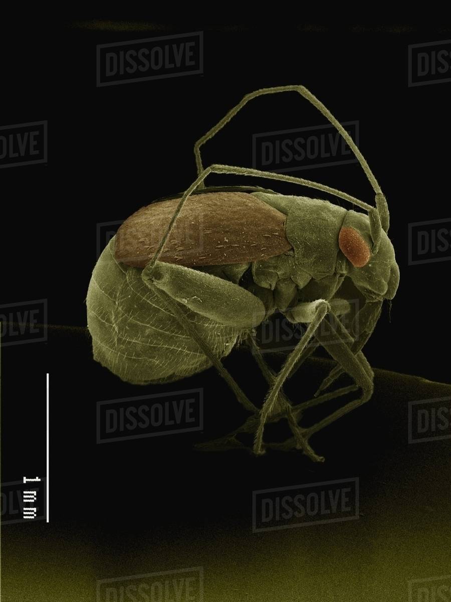 Coloured SEM of small bug (Hemiptera) - Royalty-free Stock Photo | Dissolve