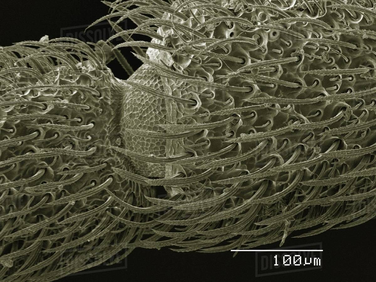 Coloured SEM of antenna of beetle (Cupedidae) - Stock Photo - Dissolve