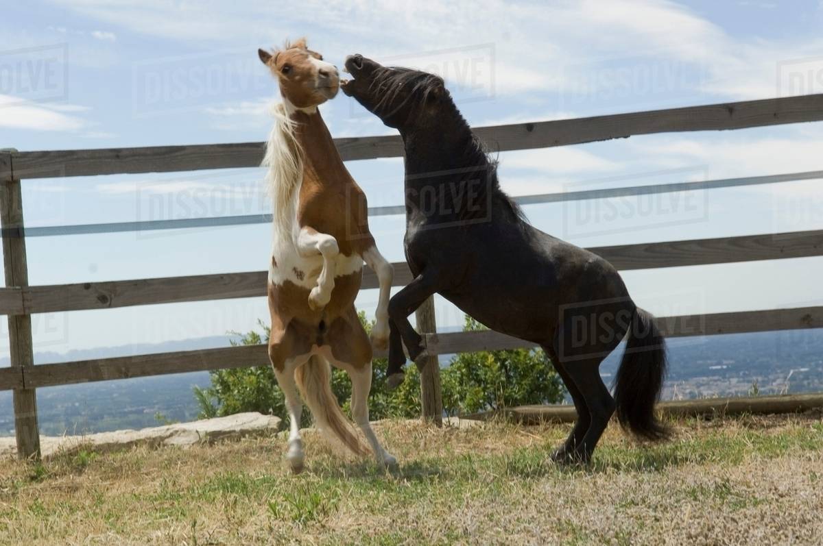Two miniature horses frolicking - Royalty-free Stock Photo | Dissolve