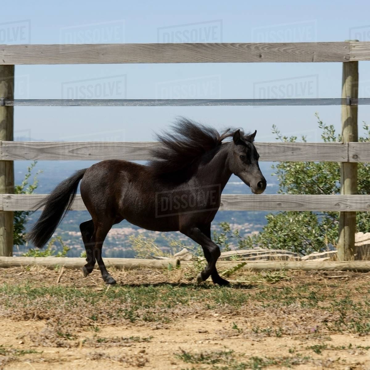 Miniature horse running - Royalty-free Stock Photo | Dissolve