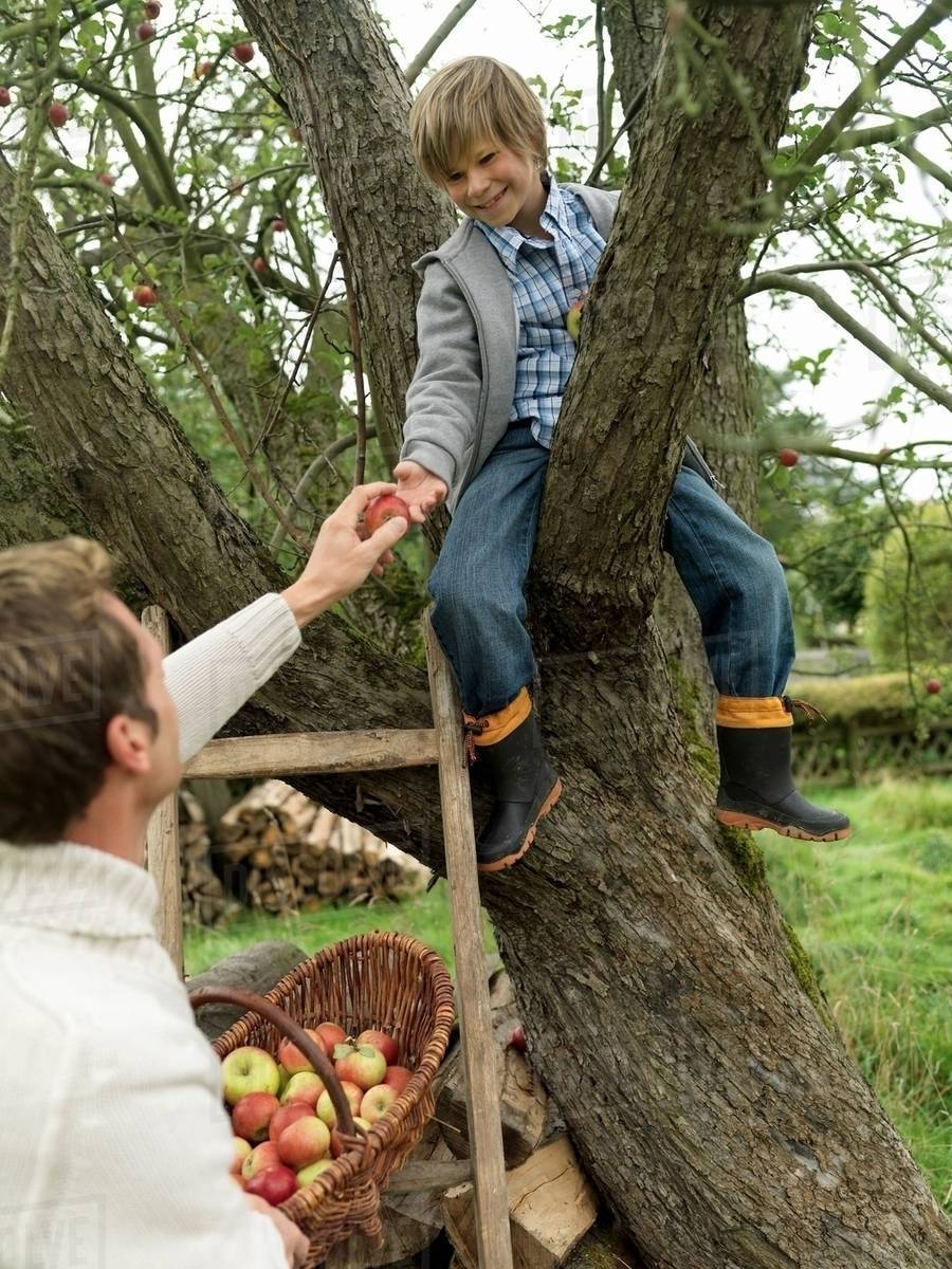 Father and son apple picking in trees - Stock Photo - Dissolve
