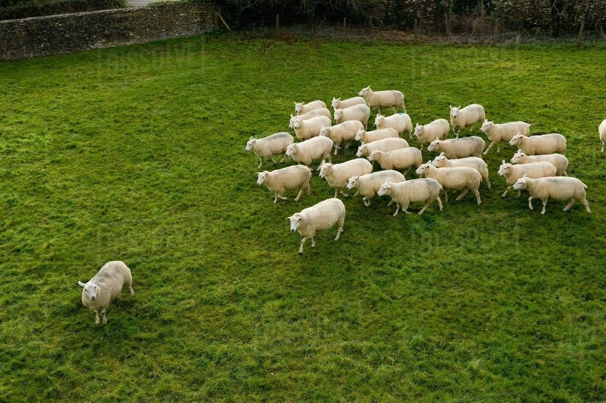 Flock of sheep following single sheep - Royalty-free Stock Photo | Dissolve