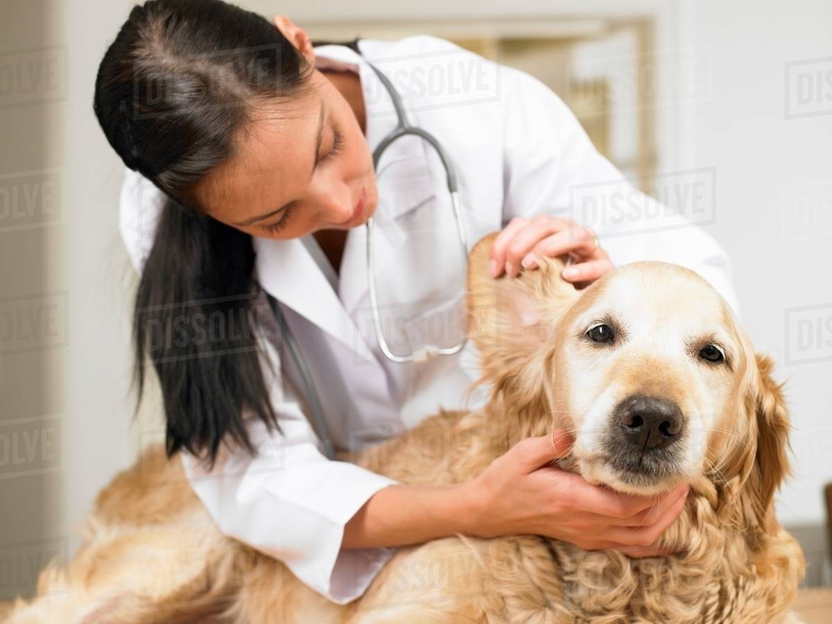Veterinarian with dog - Stock Photo - Dissolve