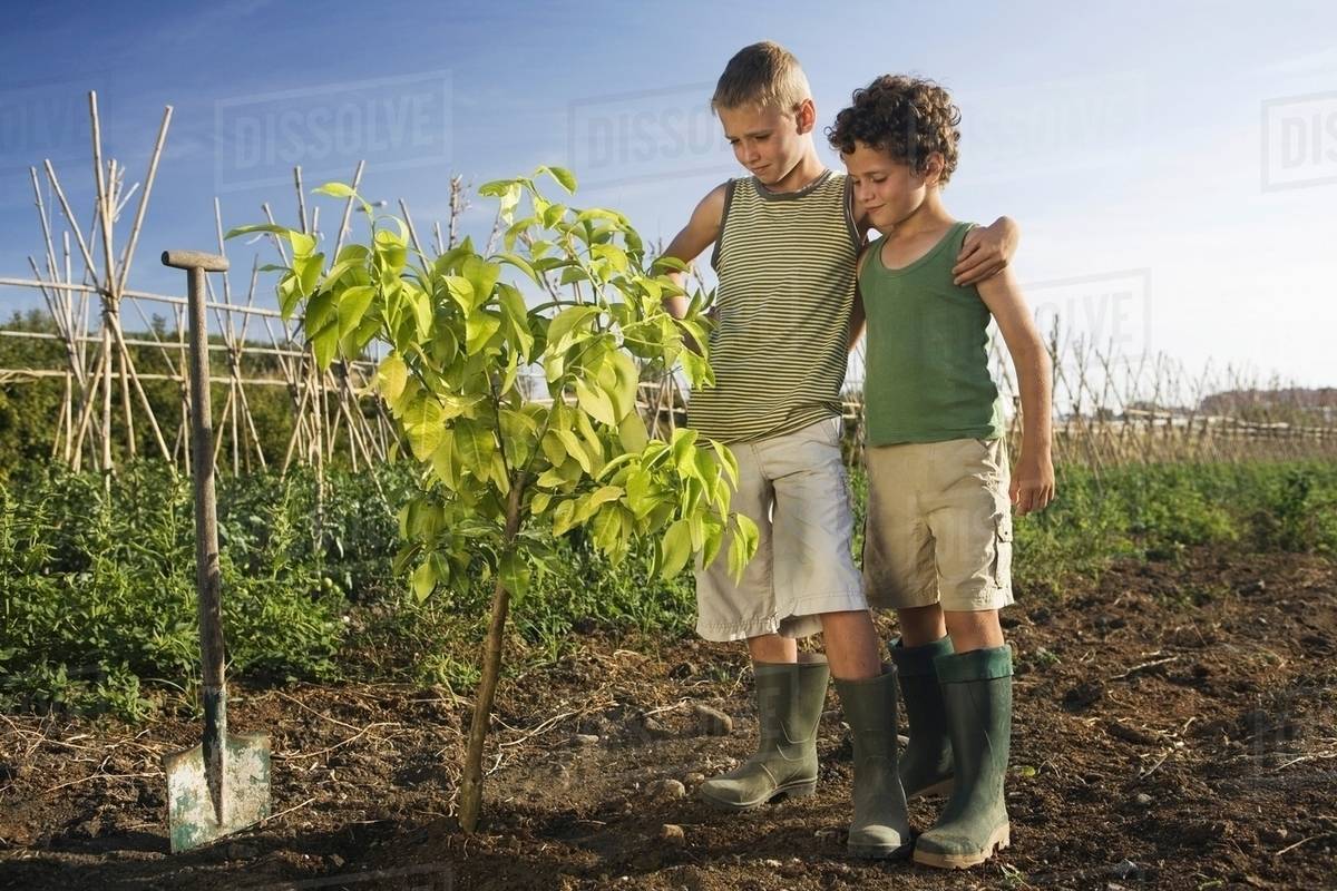 Two boys planting tree - Stock Photo - Dissolve