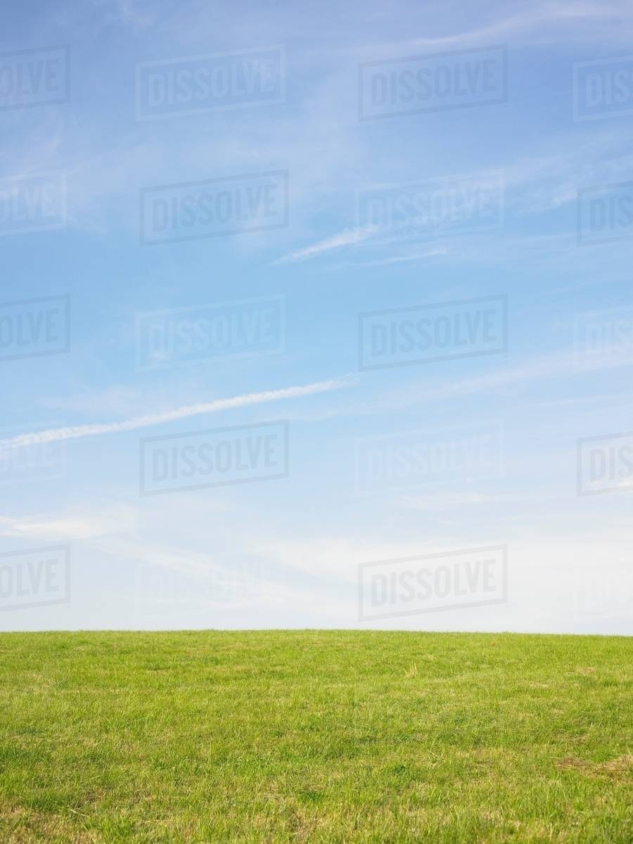 Field of wild grasses - Stock Photo - Dissolve