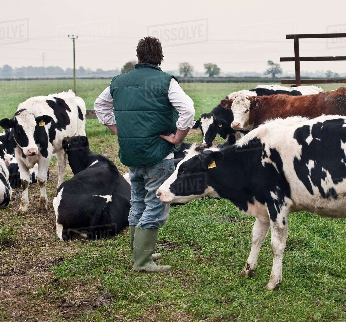 Farmer with cows - Royalty-free Stock Photo | Dissolve