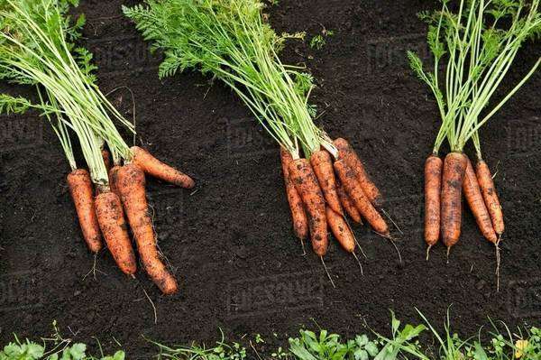 Carrots on a field - Royalty-free Stock Photo | Dissolve
