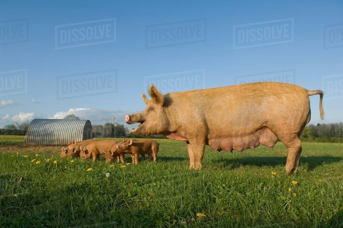 Pig in field - Royalty-free Stock Photo | Dissolve