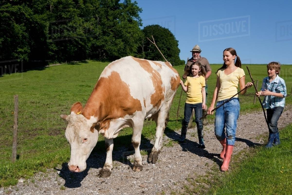 Farmers family driving cow home - Stock Photo - Dissolve