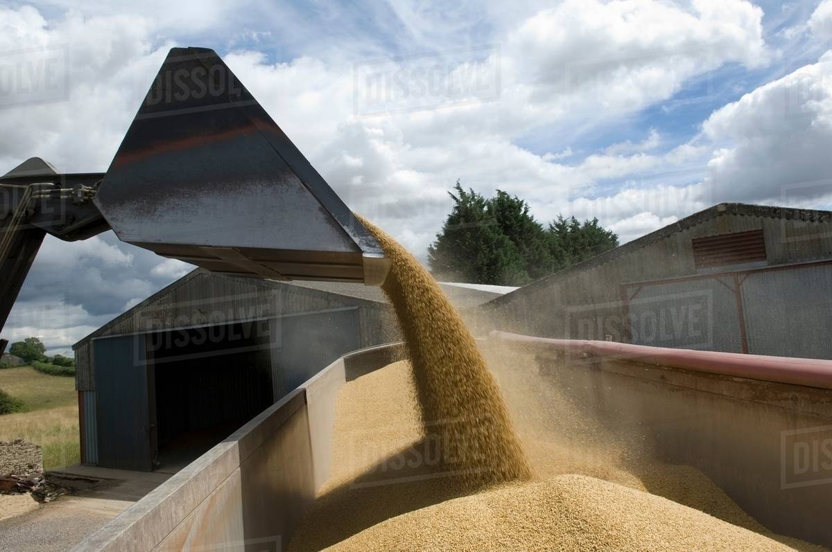 Loading grain into lorry - Stock Photo - Dissolve