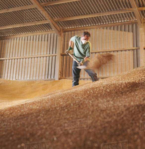 Farmer in grain store - Stock Photo - Dissolve